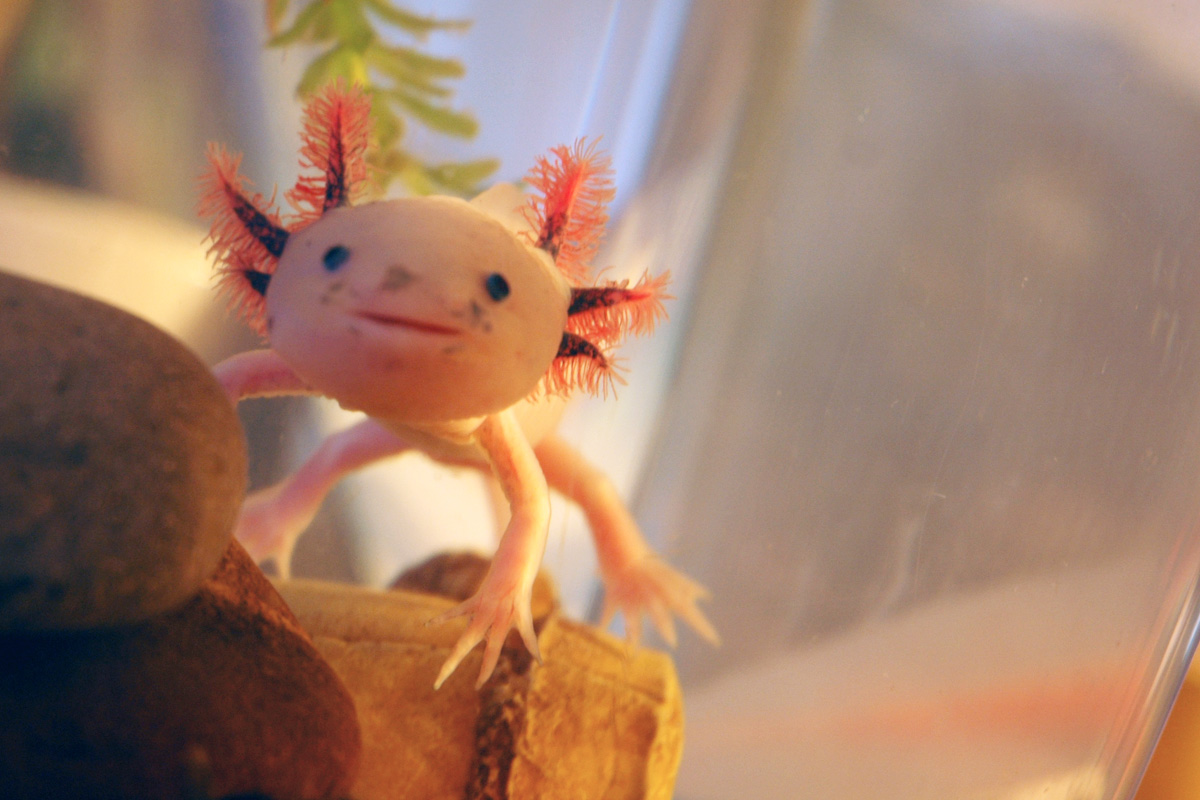 L'Axolotl, il Pokémon |di Città del Messico