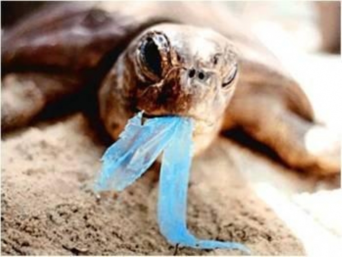 L’isola di plastica | il continente dei rifiuti