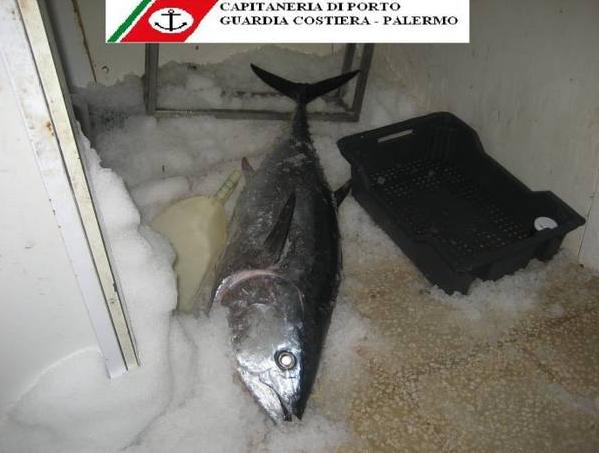 Sequestrati cento chili di pesce |in cattivo stato di conservazione ...