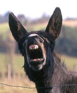 Gli studenti siciliani sono | i più asini di tutti