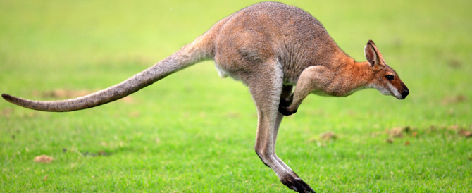 Che cos'è il canguro? | Leggi la scheda
