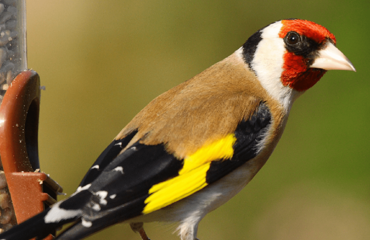 Palermo, gli uccellini in gabbia, l'annuncio on line e il processo