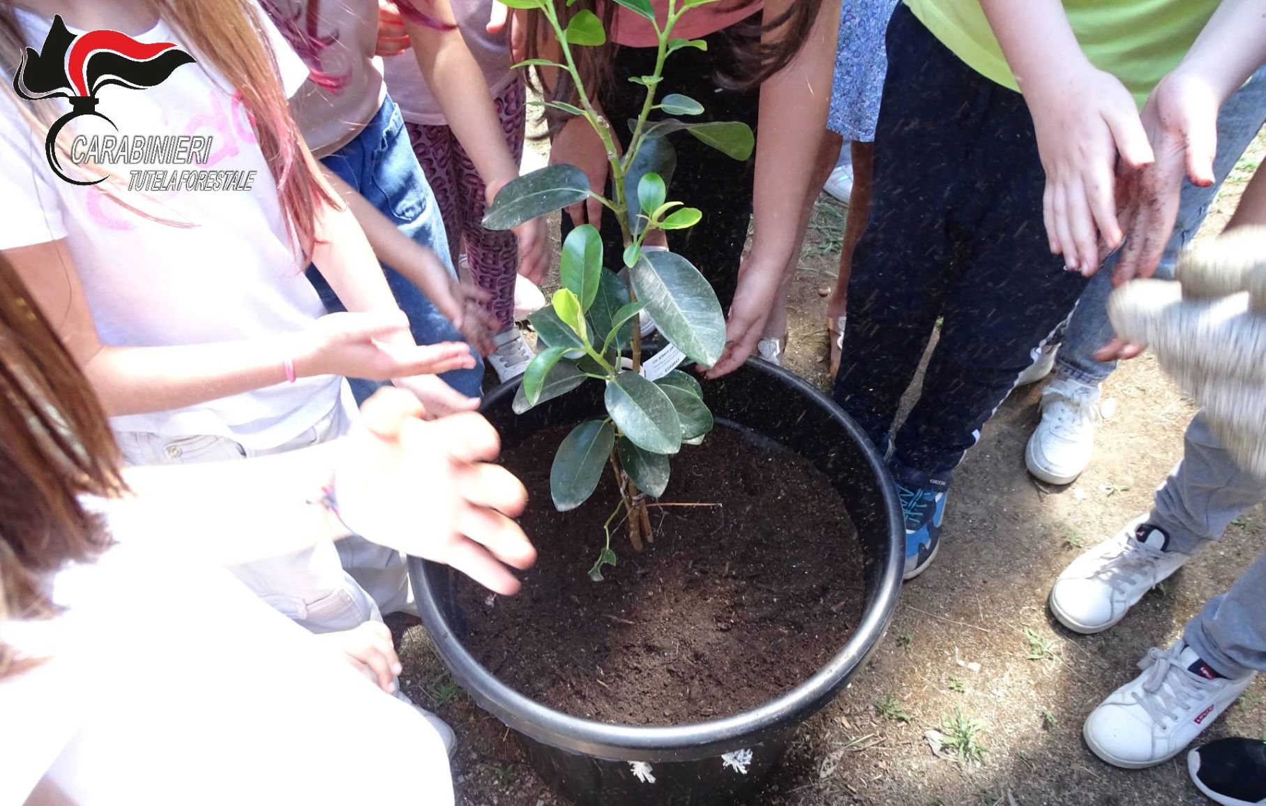Talea dell'albero Falcone piantata nella sede del Commissario Stato