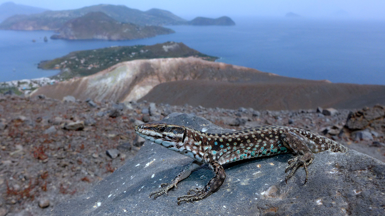 Salina, torna la lucertola delle Eolie: un allevamento a Malfa